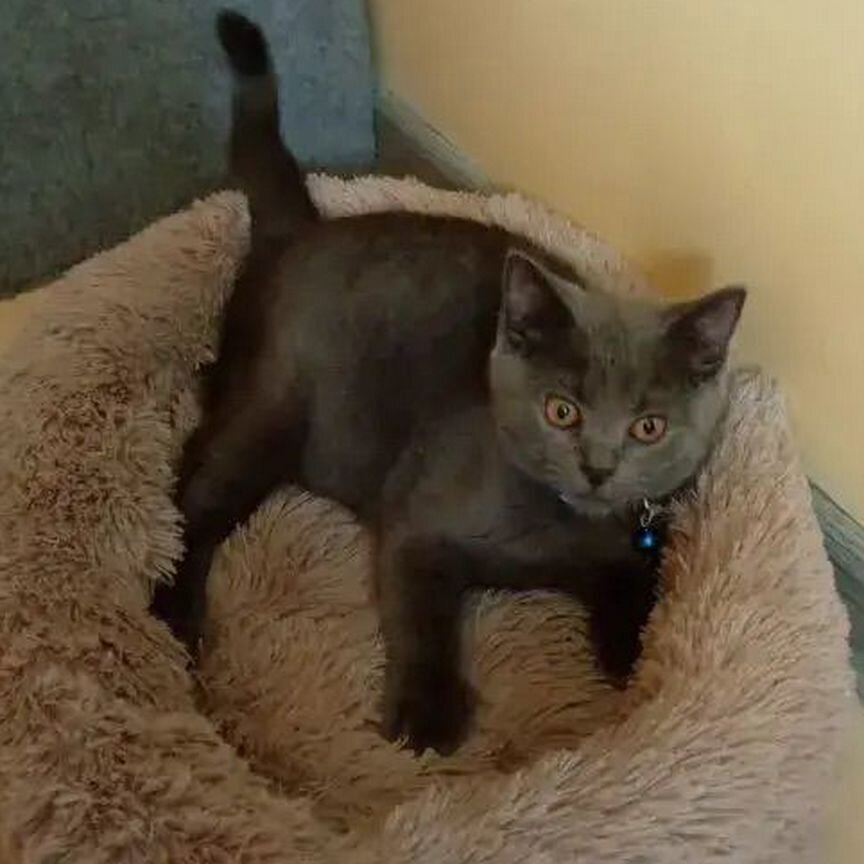 Британский короткошёрстный котёнок