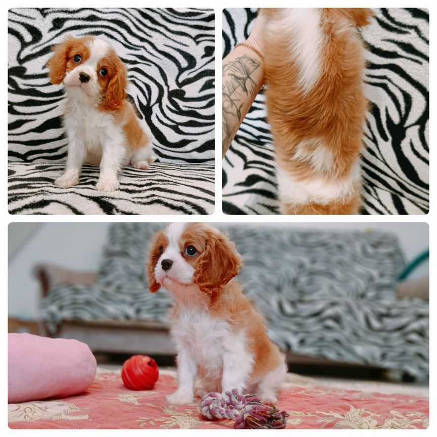 Кавалер кинг чарльз спаниель детки