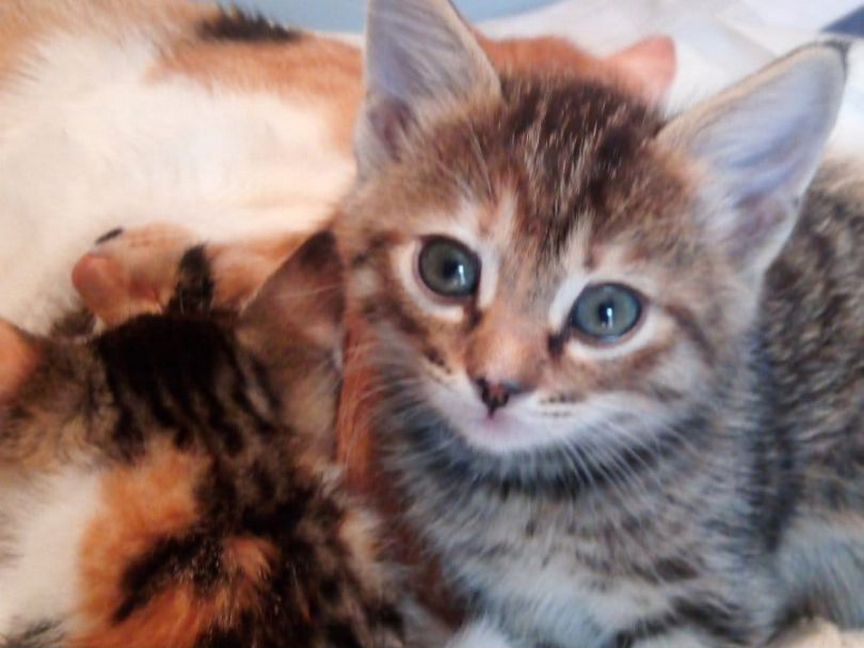 Маленькие котята девочки