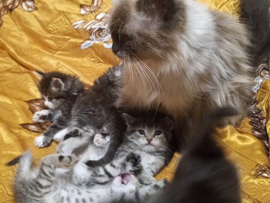 Котята с приданным в добрые руки 1 месяц