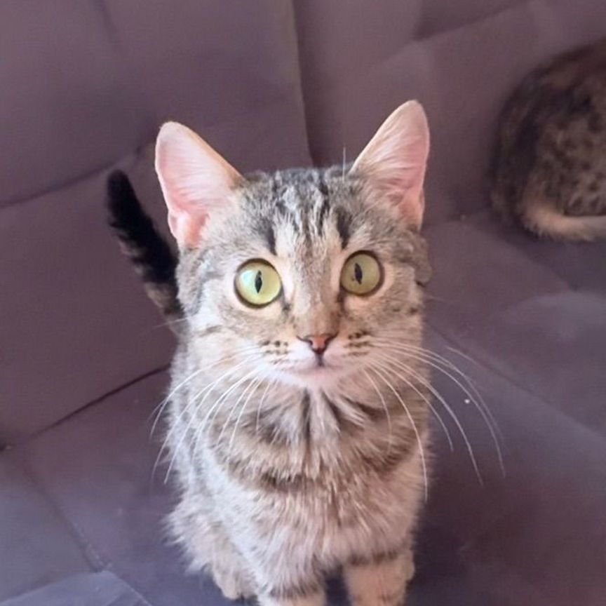 Ласковая мурлыка ищет дом