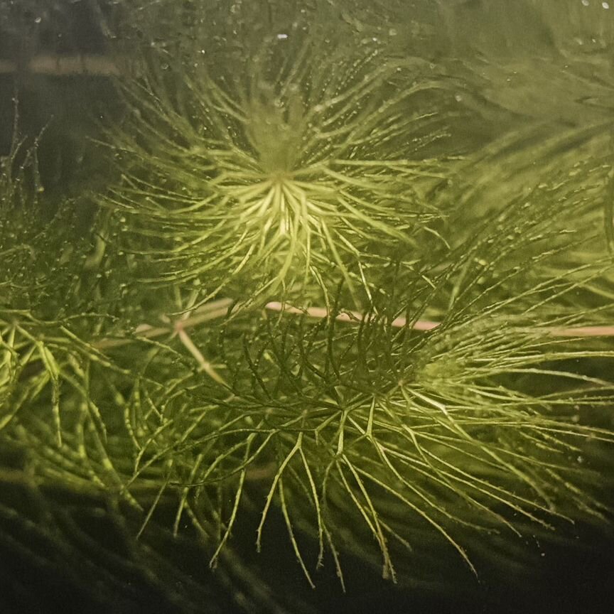 Набор растений для аквариума (прополка)