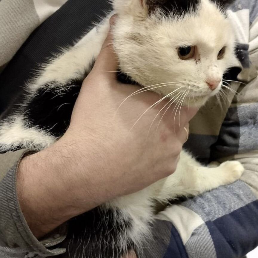 Домашний кот