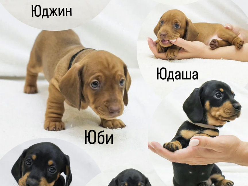 Щенок таксы