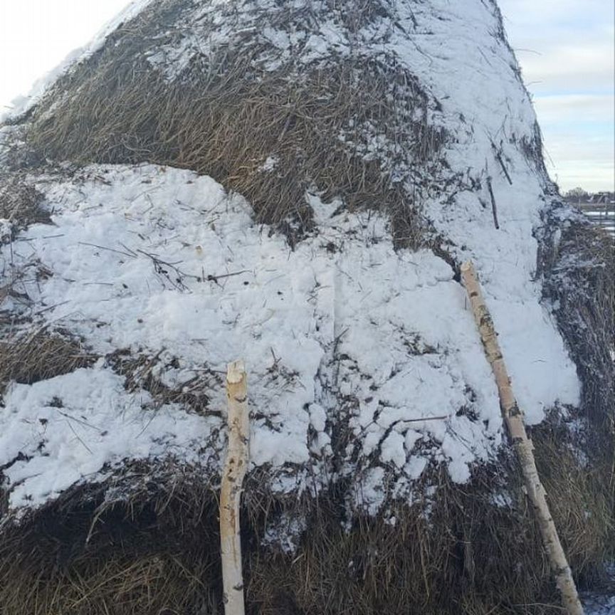 Продам сено самовывоз