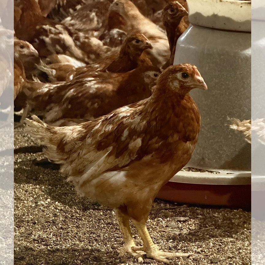 Куры молодки