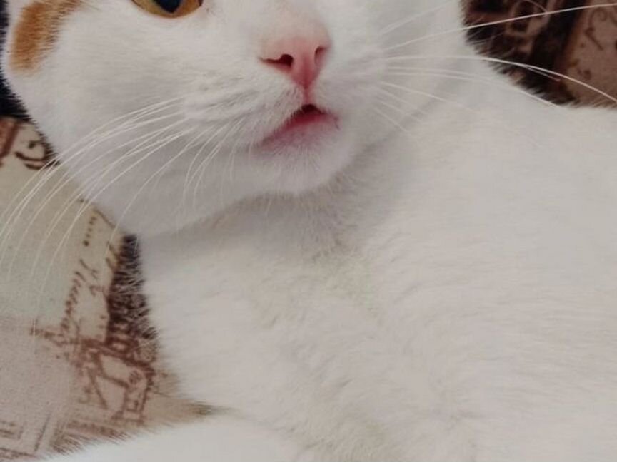 Котик в добрые руки