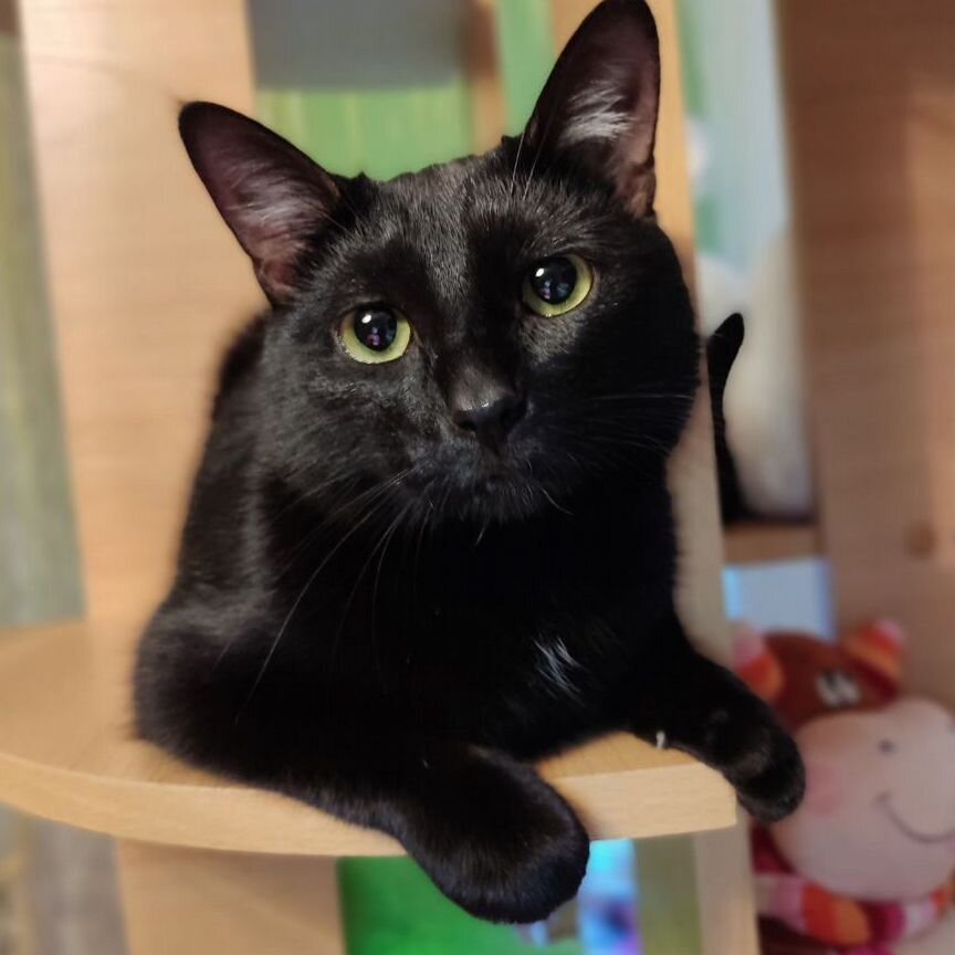 Масяня в добрые руки