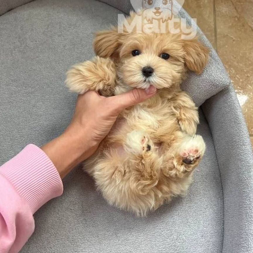 Мальтипу f1 mini мальчик baby face