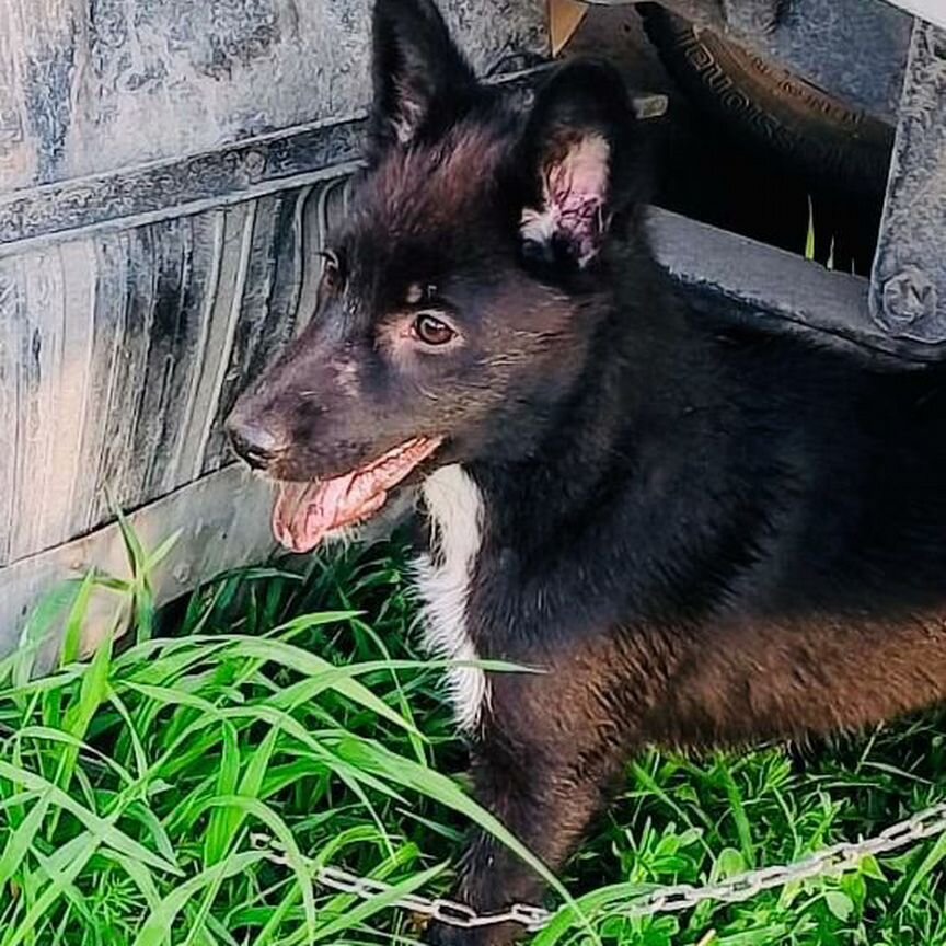 Щенок в добрые руки (стерилизована)