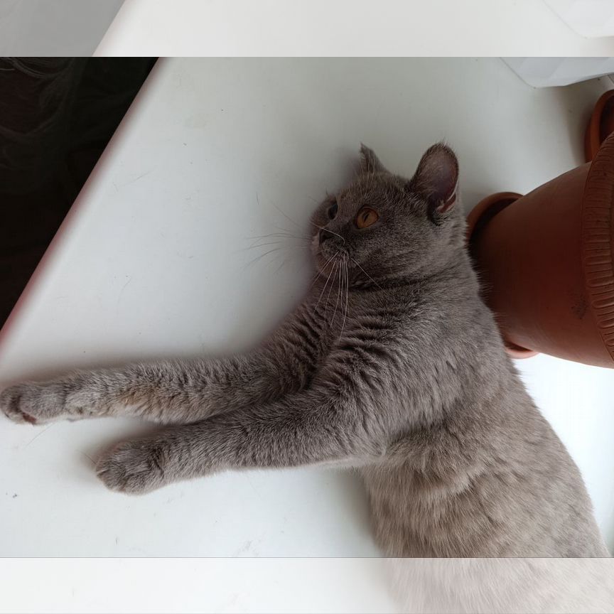 Британская короткошёрстная, взрослая кошка