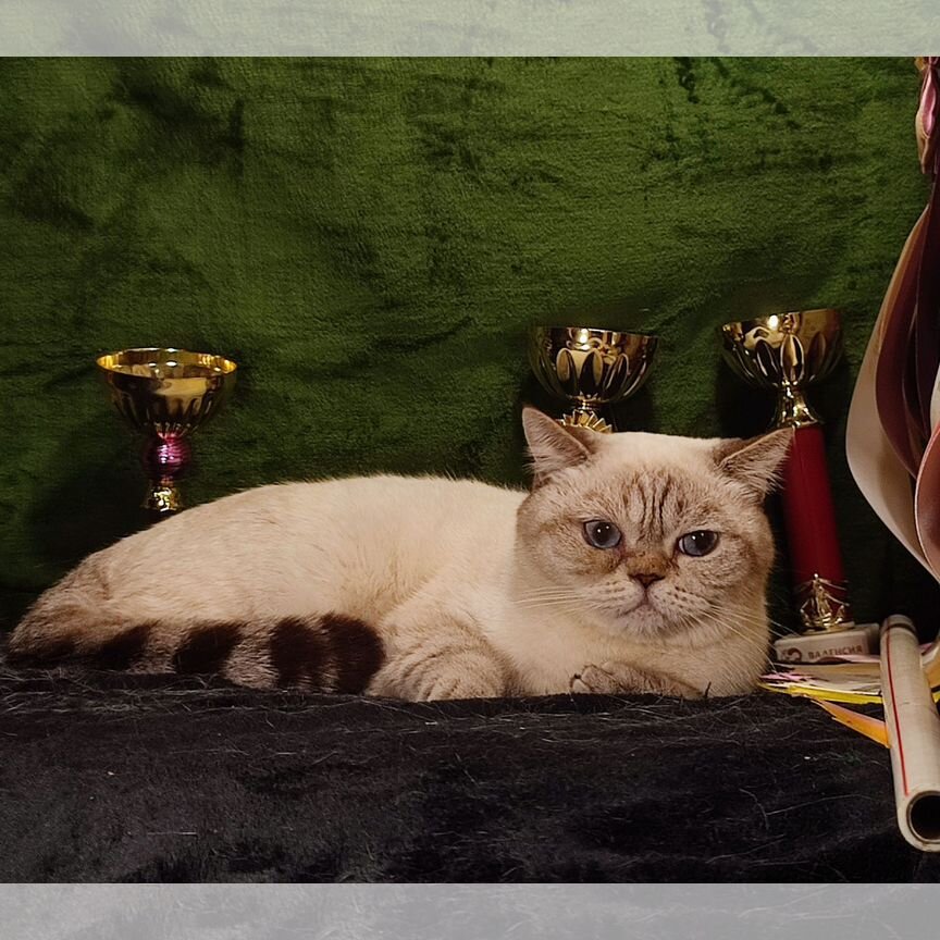 Шотландский прямоухий короткошёрстный котёнок