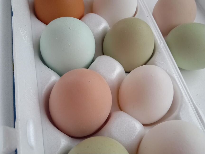 Яйца инкубационные