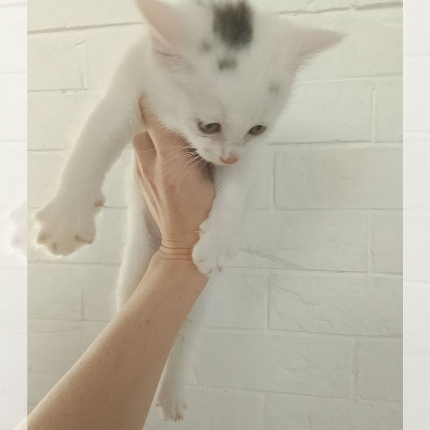 Невский маскарадный котёнок