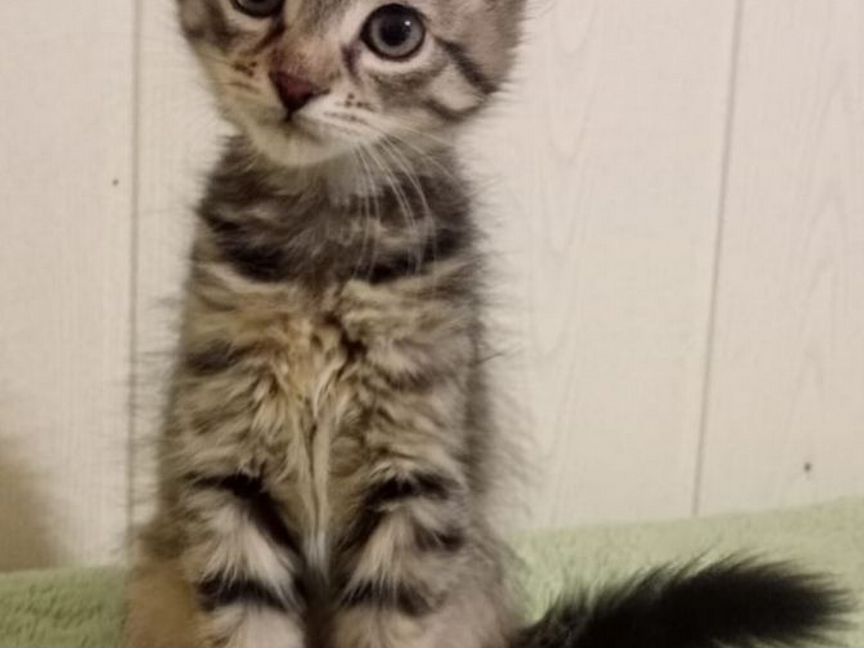 Котейка 2 мес