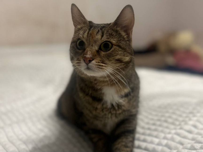 Кошка Асти в добрые руки