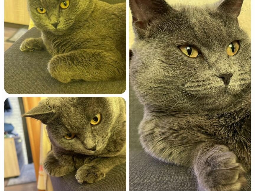 Кошка в добрые руки отдам бесплатно