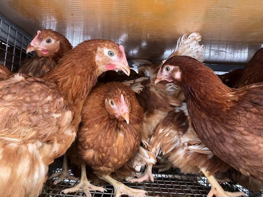 Несушки, бройлеры