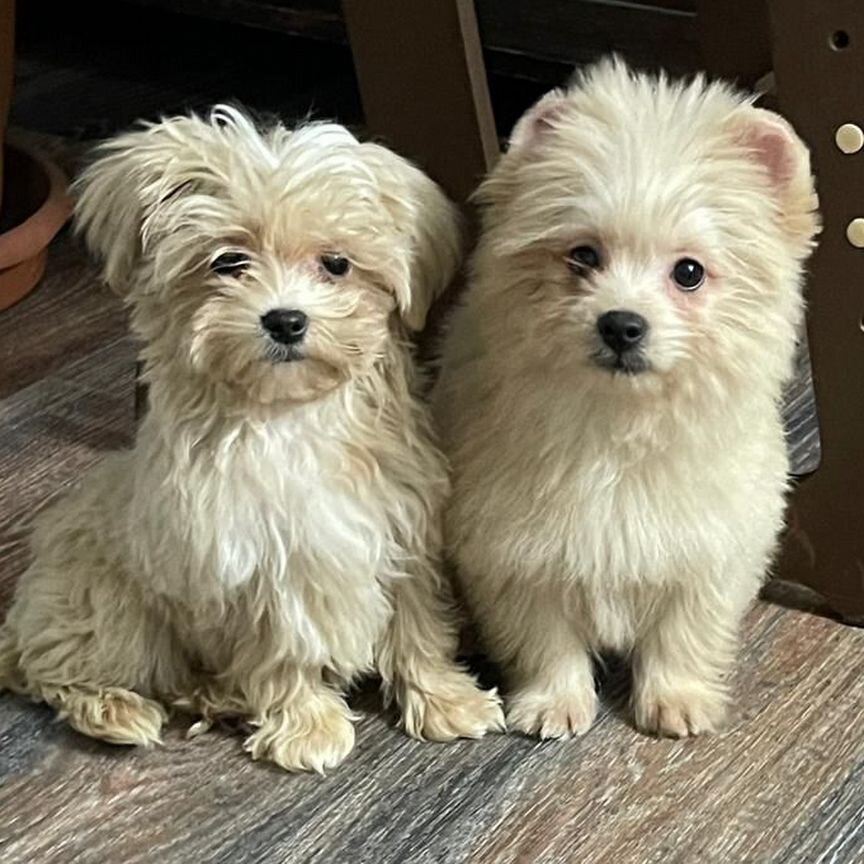 Мальтипу и Помапу