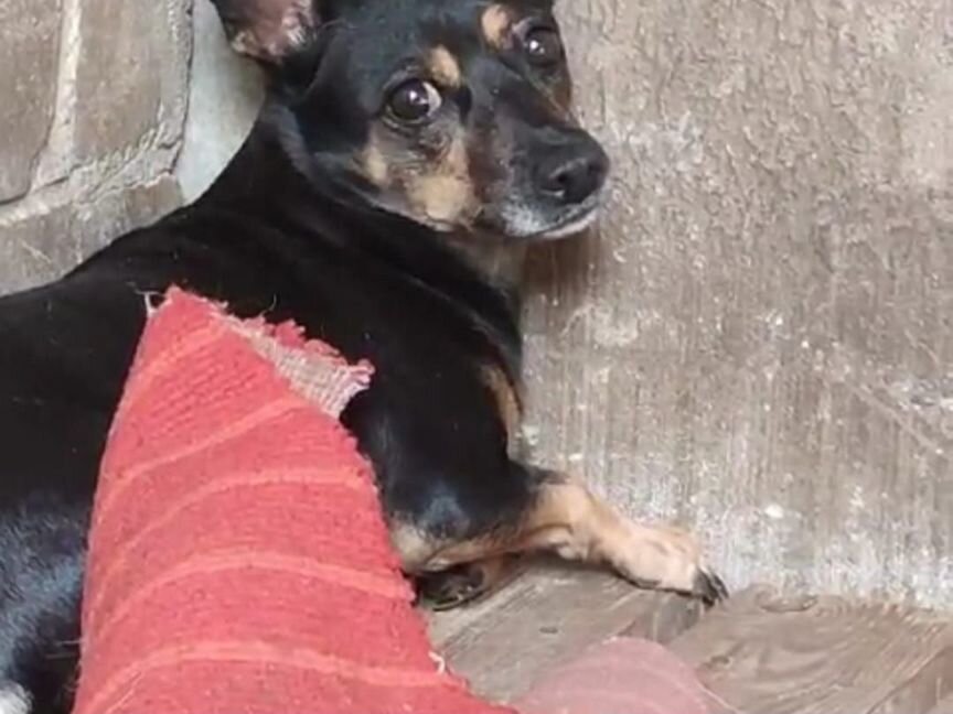 Маленькая собачка ищет дом