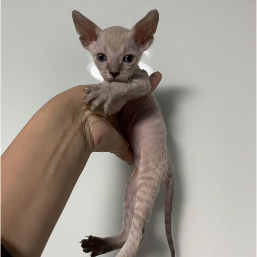 Донской сфинкс котёнок