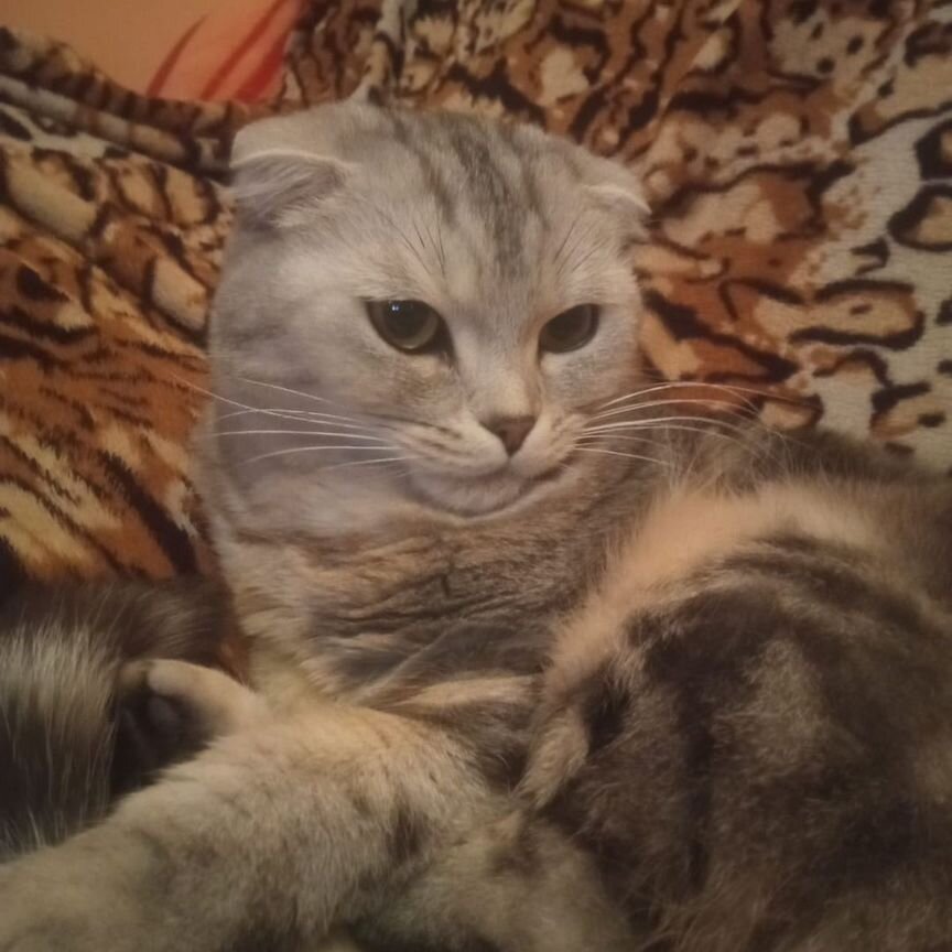 Отдам бесплатно в добрые руки