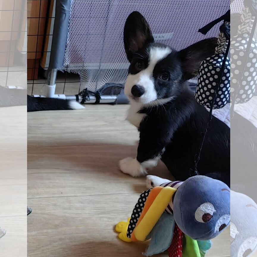 Вельш Корги Кардиган, щенок