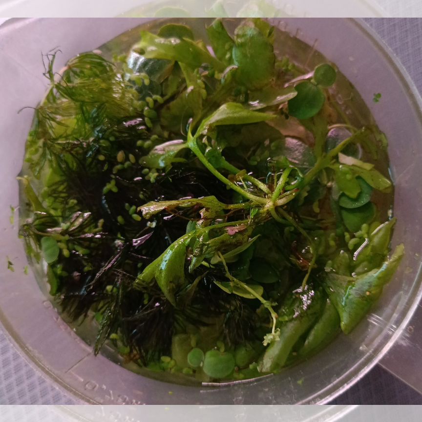 Аквариумное растение отдам