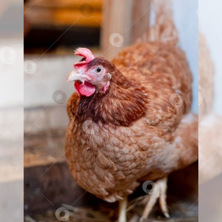 Куры несушки