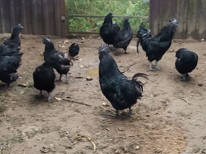 Продам семью кур ухейилюй