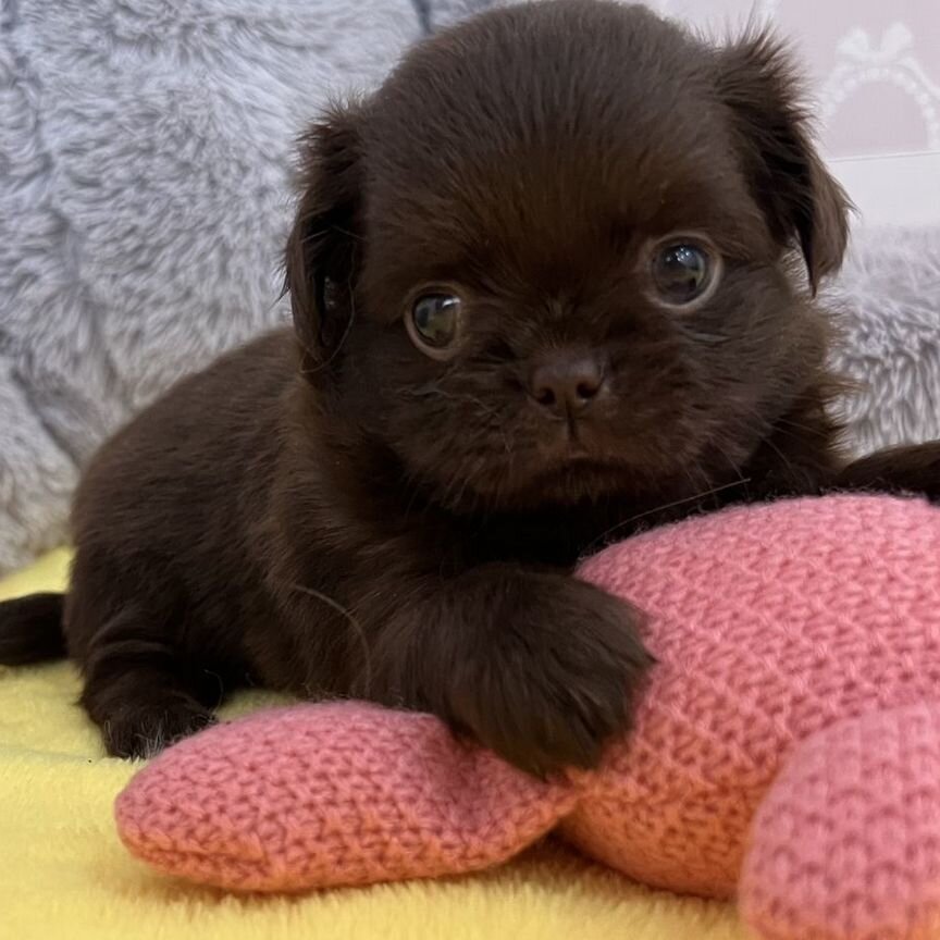 Чихуахуа, щенок