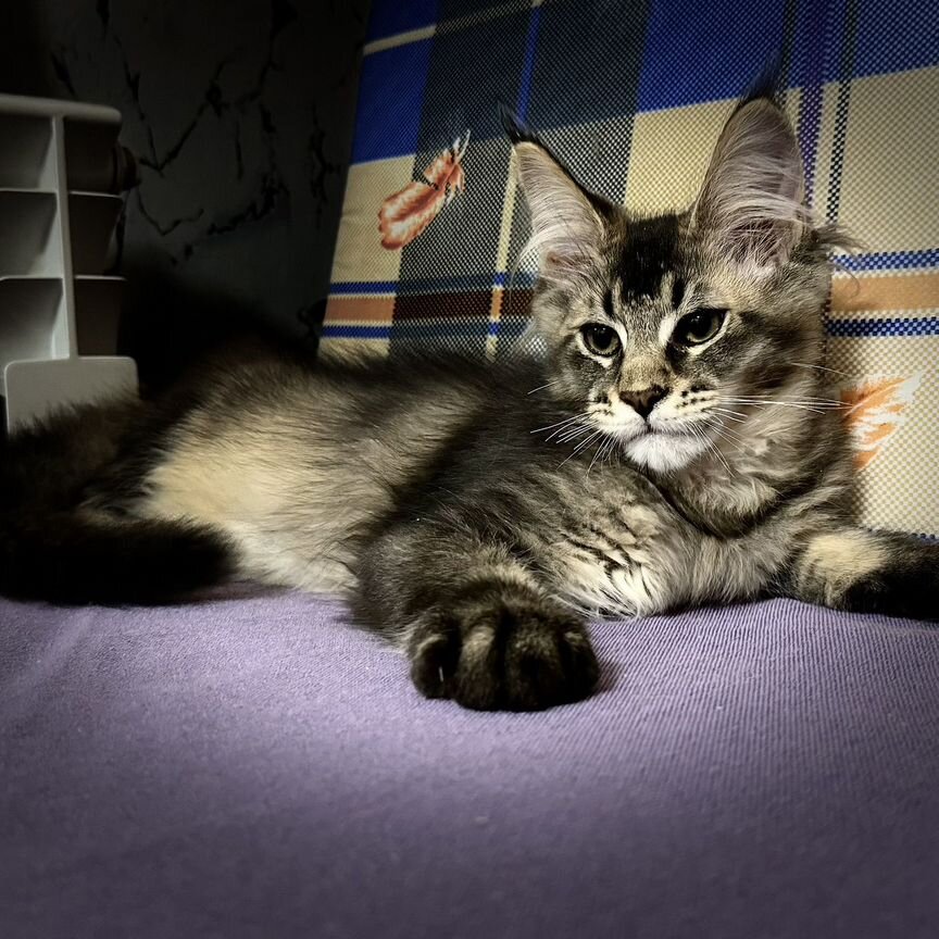 Мейн-кун, котик