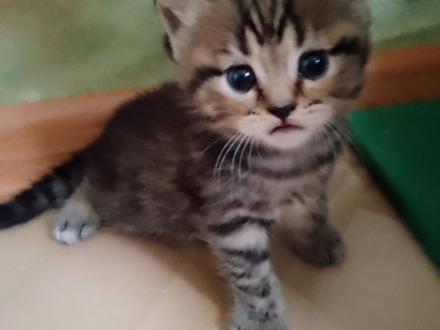 Шотландские котята