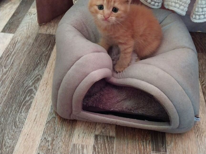 2 персиковых котенка