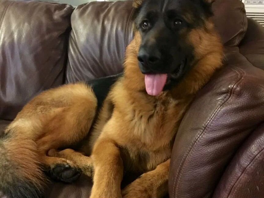 Немецкая овчарка щенки