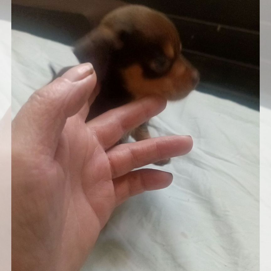 Русский той-терьер, щенок