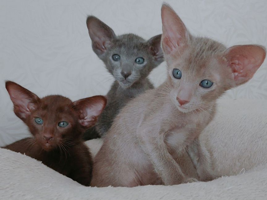 Ориентальные котята