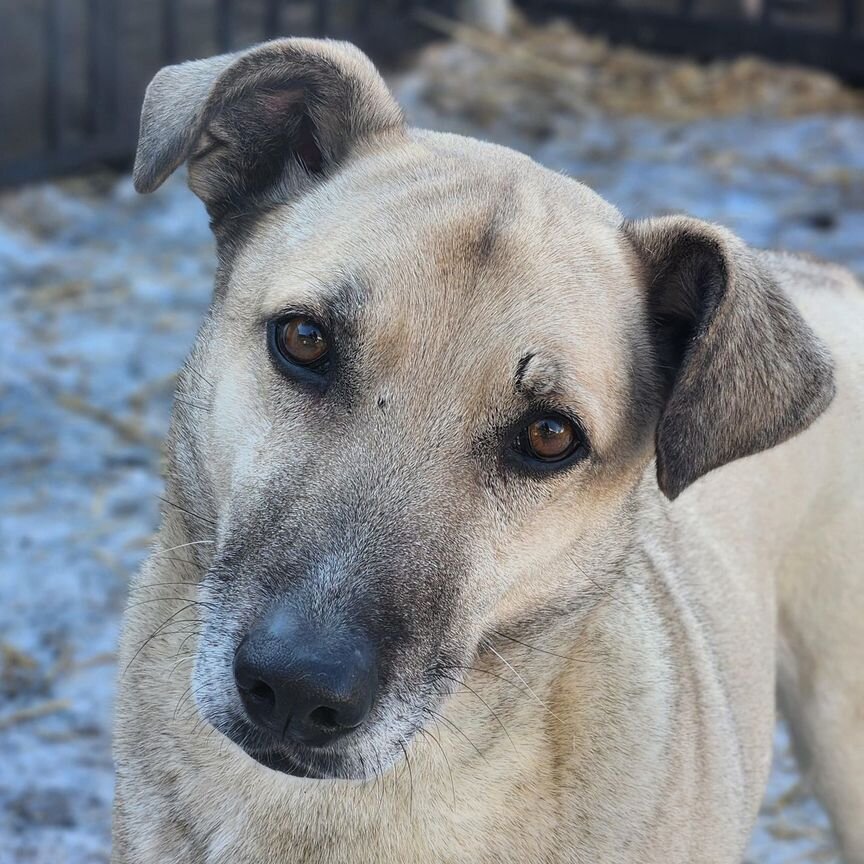 Пёс в добрые руки