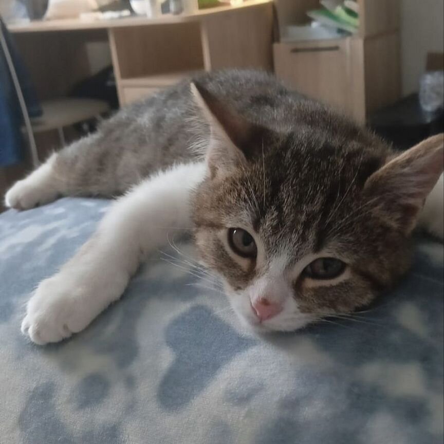 Котята в добрые руки бесплатно