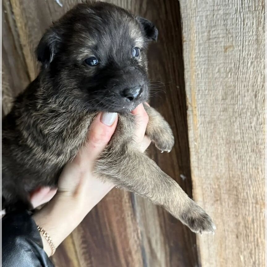 Щенок в добрые руки