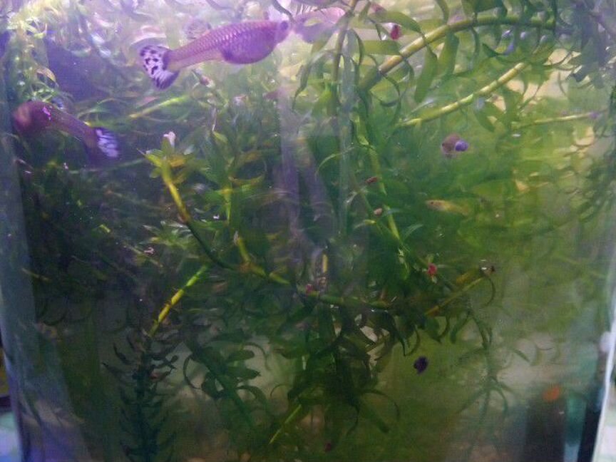 Гуппи подростки