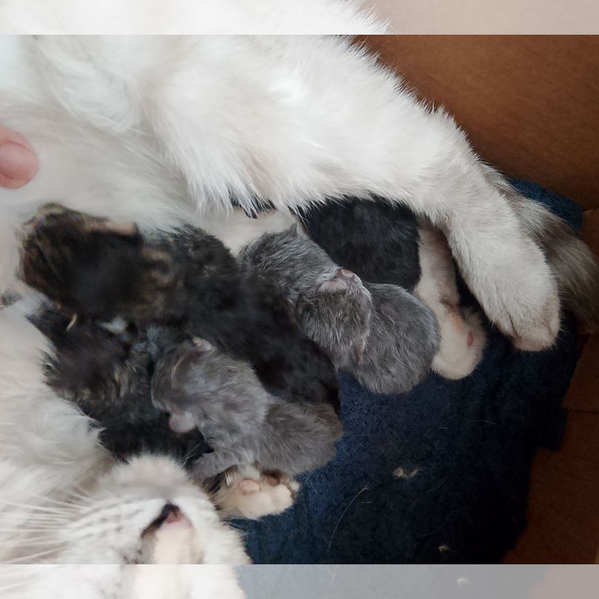 Шотландский вислоухий короткошёрстный котёнок