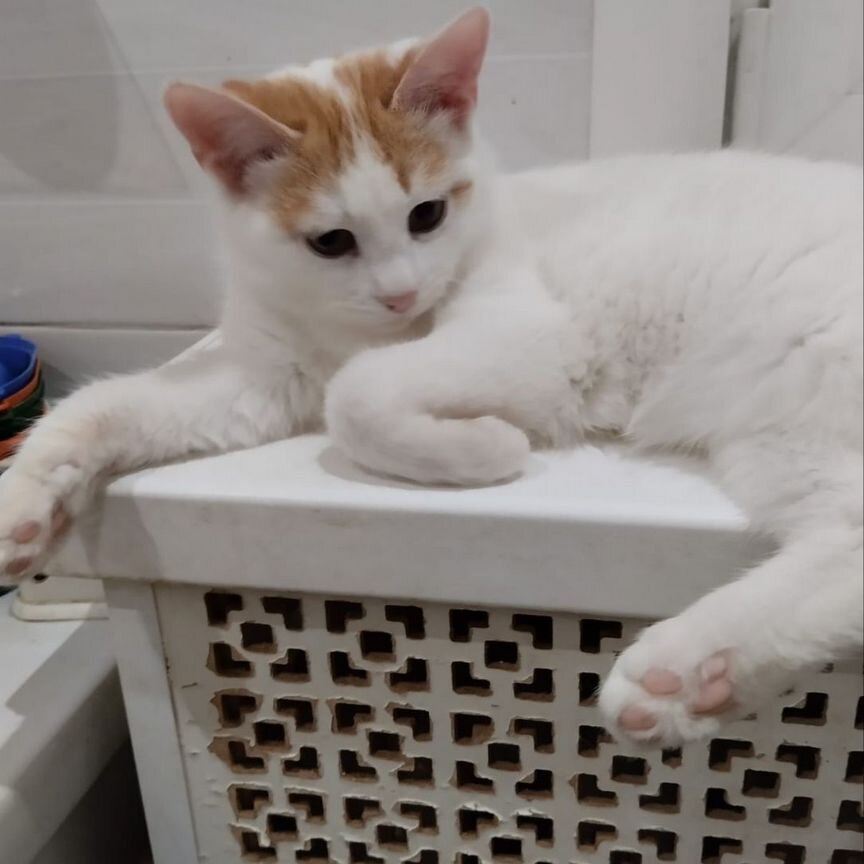 Очень ласковый, воспитанный друг -котик для семьи