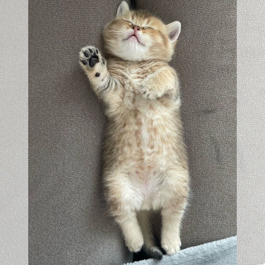 Шотландский прямоухий короткошёрстный котёнок