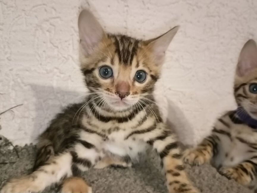 Бенгальские котята