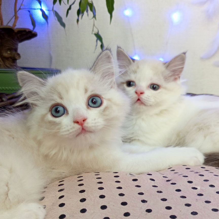 Рэгдолл котёнок