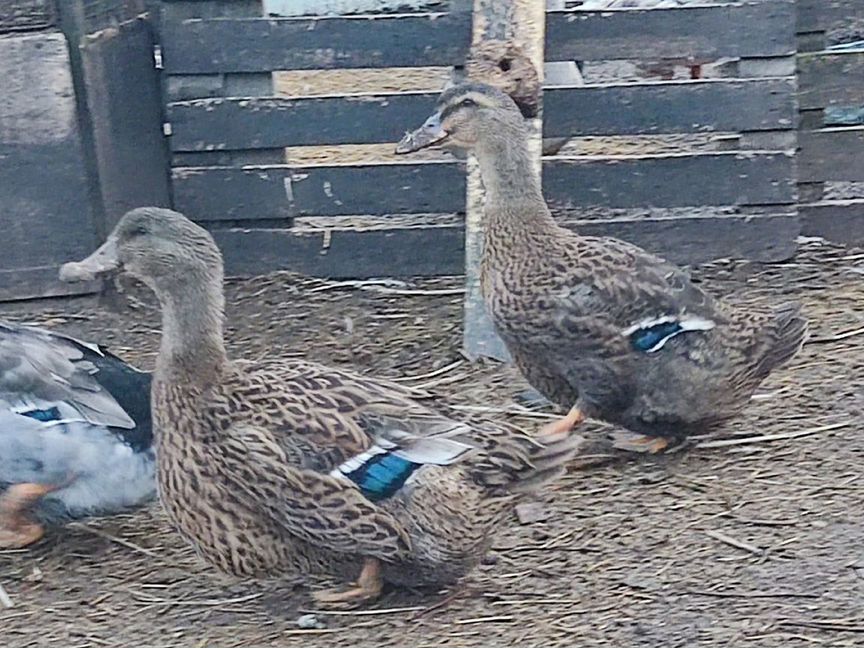 Руанские утки