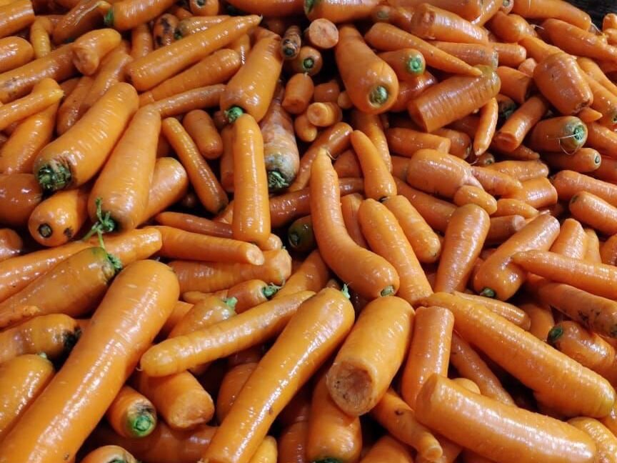 Морковь на корм животным