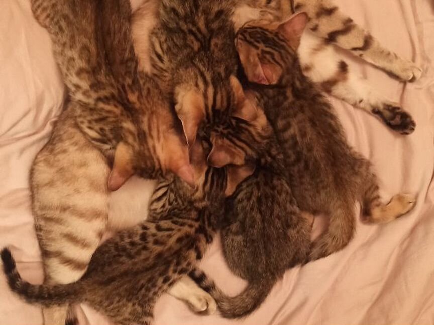 Бенгальские котята