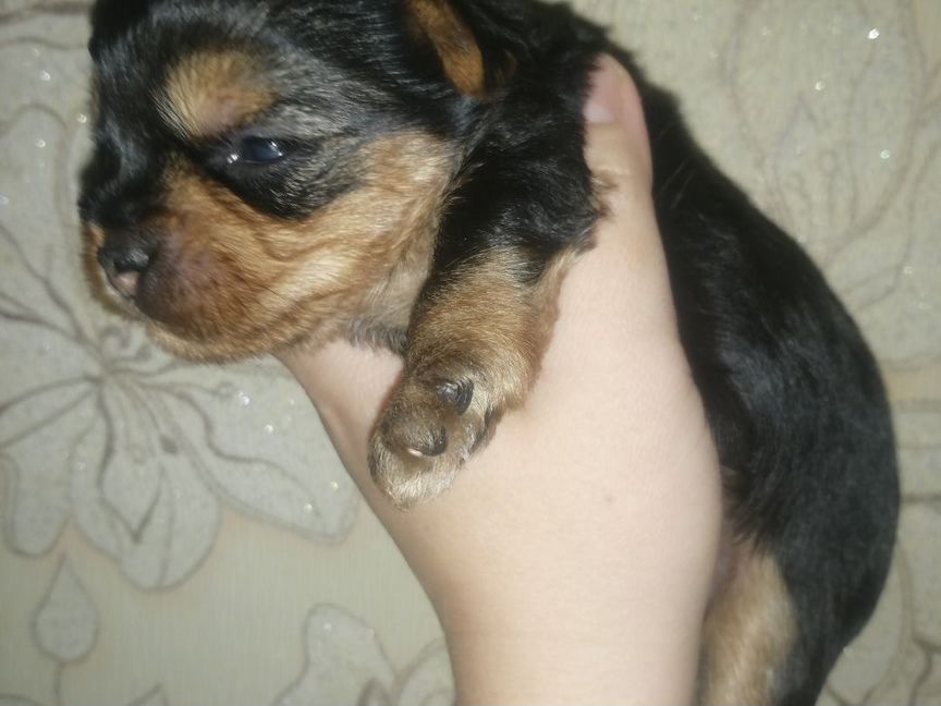 Йоркширский терьер